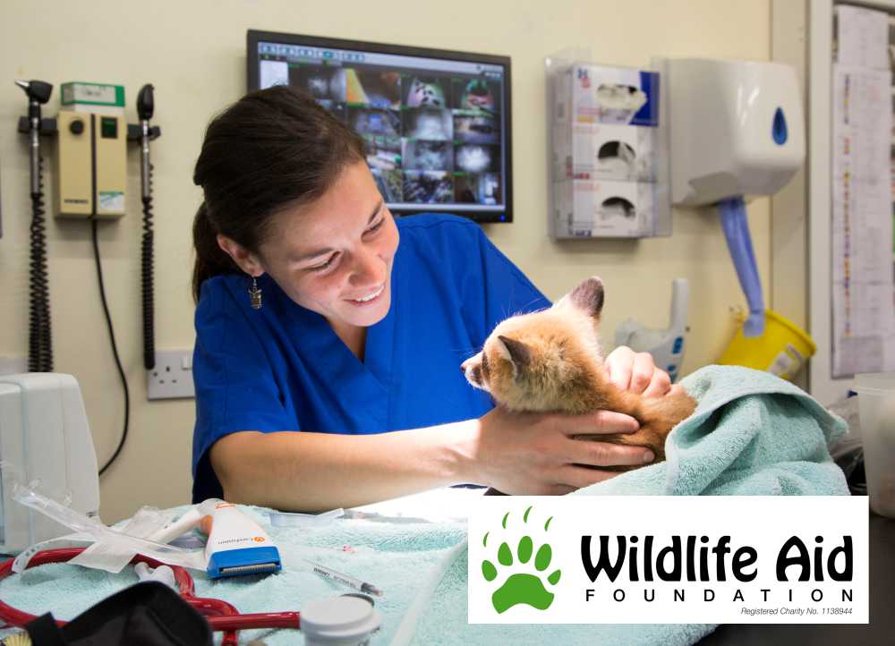 Wildlife Art Greeting Cards Support Wildlife Aid Foundation