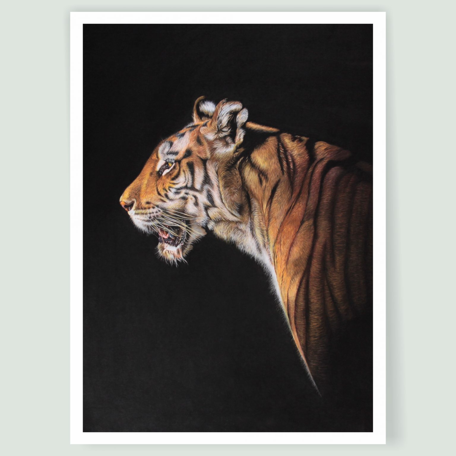 Wildlife Art Gallery - Beautiful Birds and Animals in Coloured Pencil