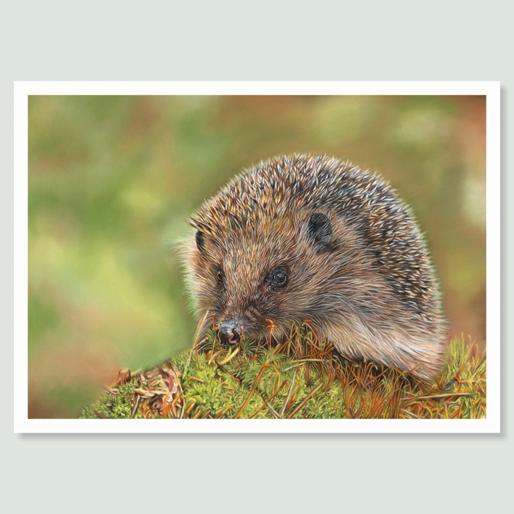 The Forager - Hedgehog wildlife art print by pencil artist Angie