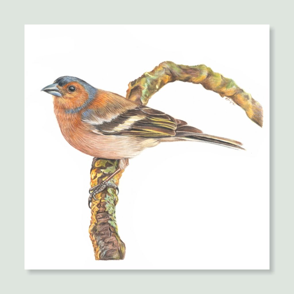 Chaffinch wildlife art print by pencil artist Angie