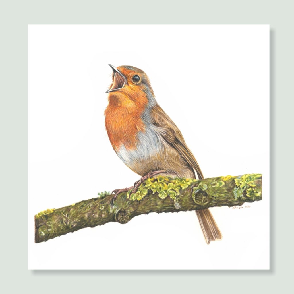 Robin wildlife art print by pencil artist Angie
