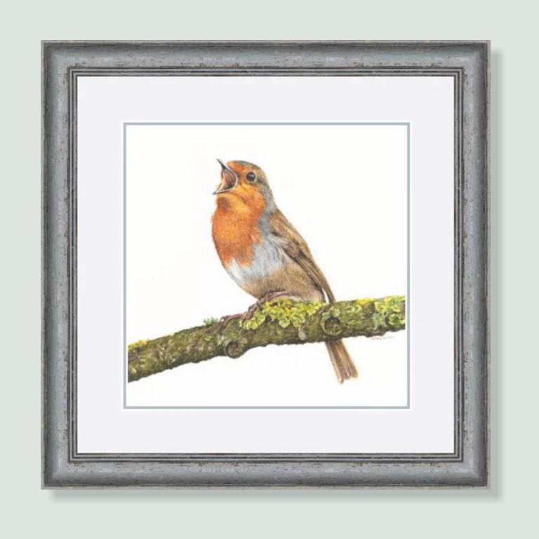 Robin wildlife art print by pencil artist Angie