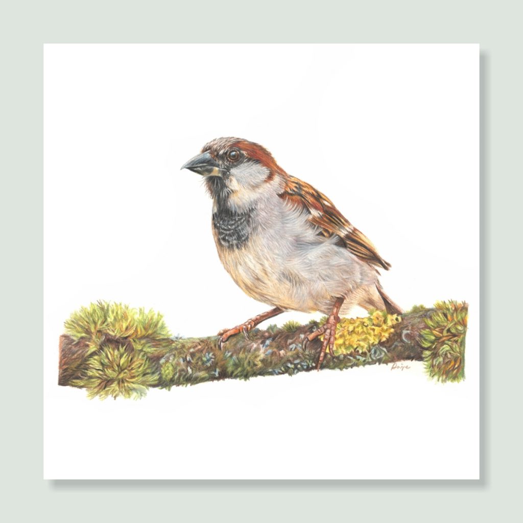 House Sparrow wildlife art print by pencil artist Angie